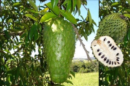 Le corossol et ses vertus